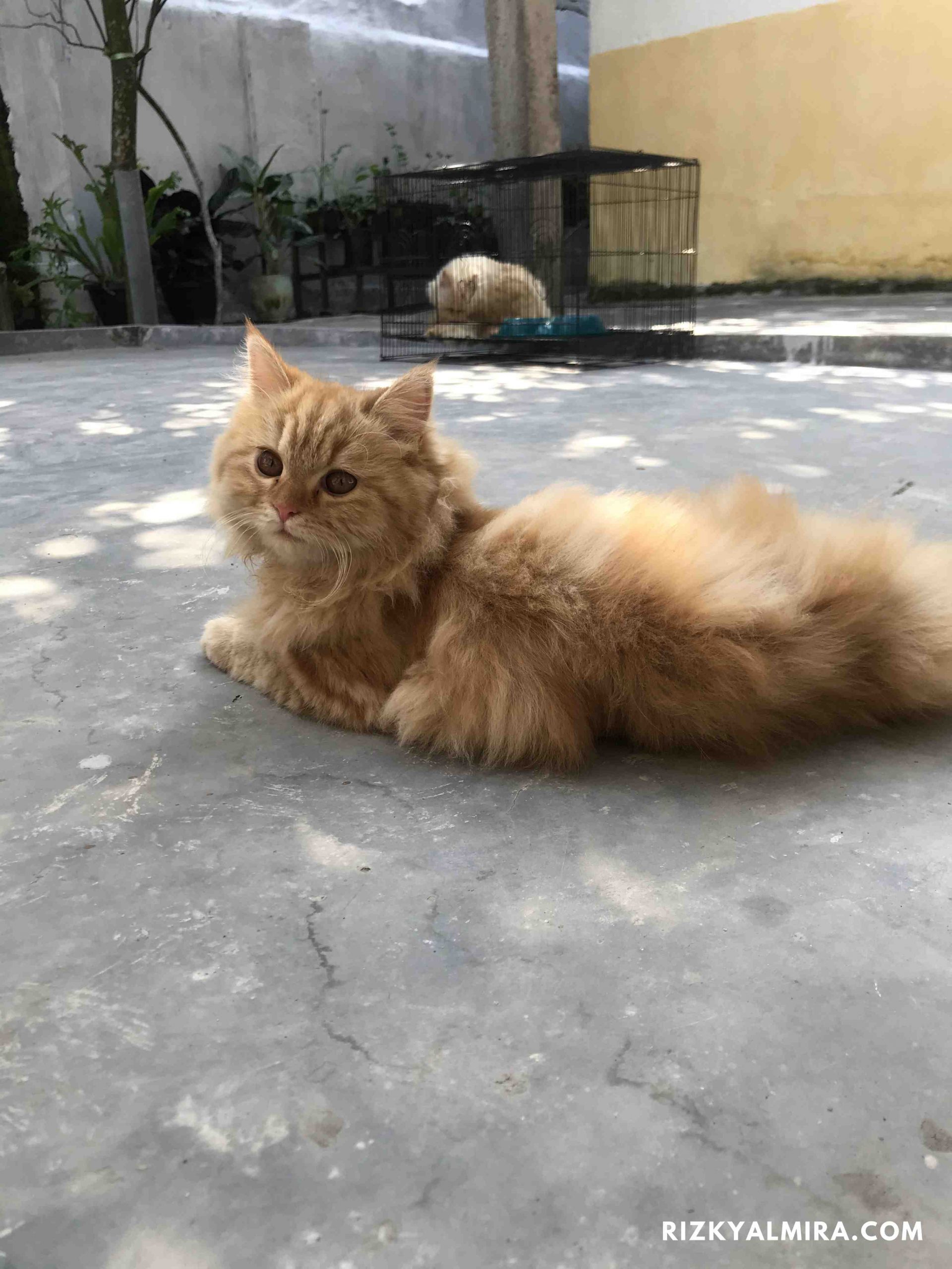 Starter Pack Pelihara Kucing – Rizky Almira